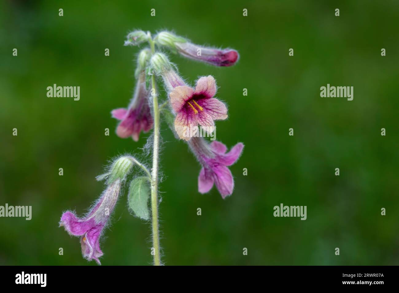 The flowers of Radix Rehmanniae in the wild, North China Stock Photo ...