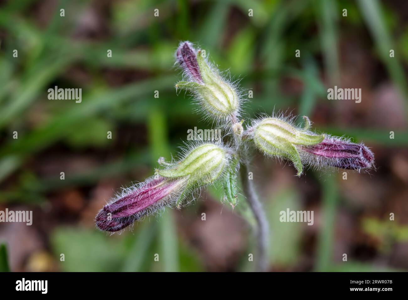 The flowers of Radix Rehmanniae in the wild, North China Stock Photo ...