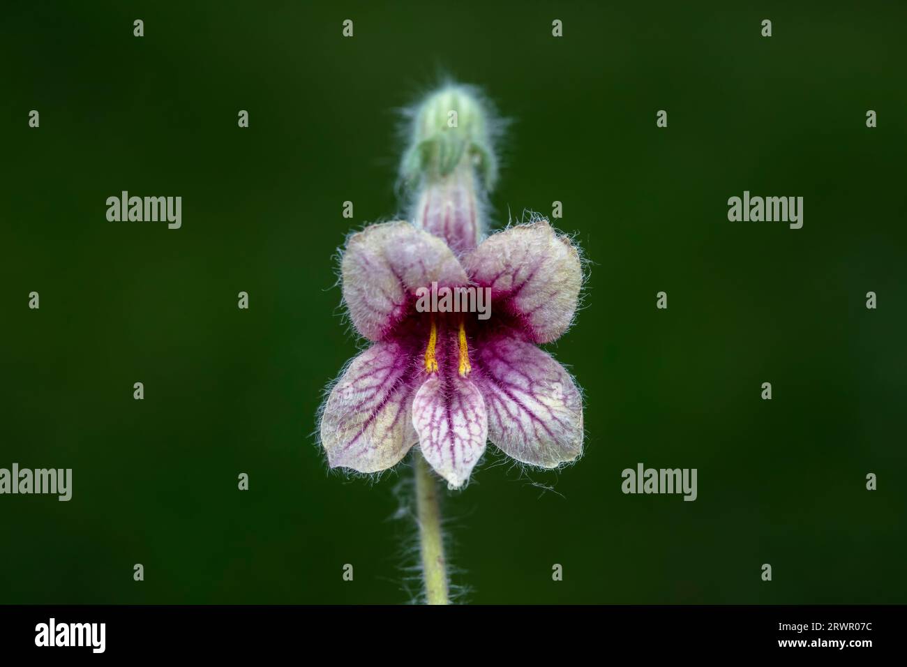 The flowers of Radix Rehmanniae in the wild, North China Stock Photo ...