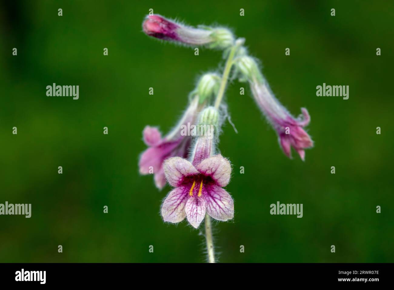 Rehmanniae radix hi-res stock photography and images - Alamy