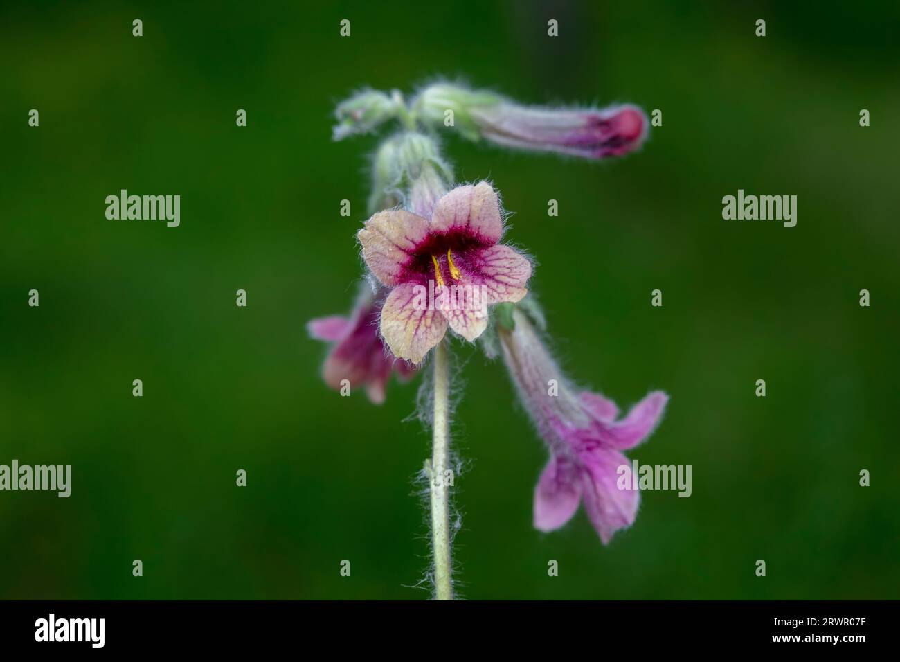 Rehmanniae radix hi-res stock photography and images - Alamy