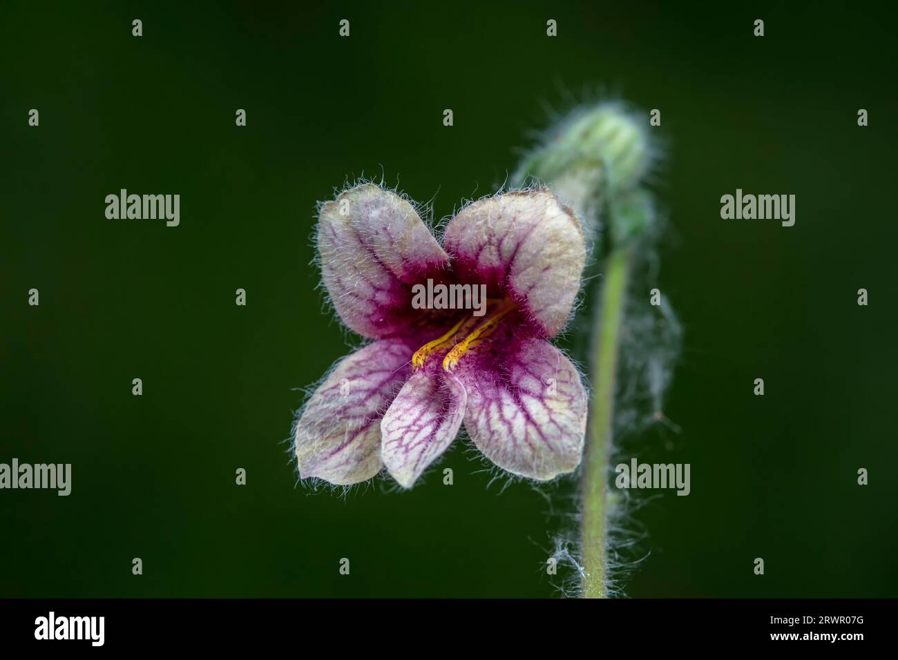 Rehmanniae radix hi-res stock photography and images - Alamy