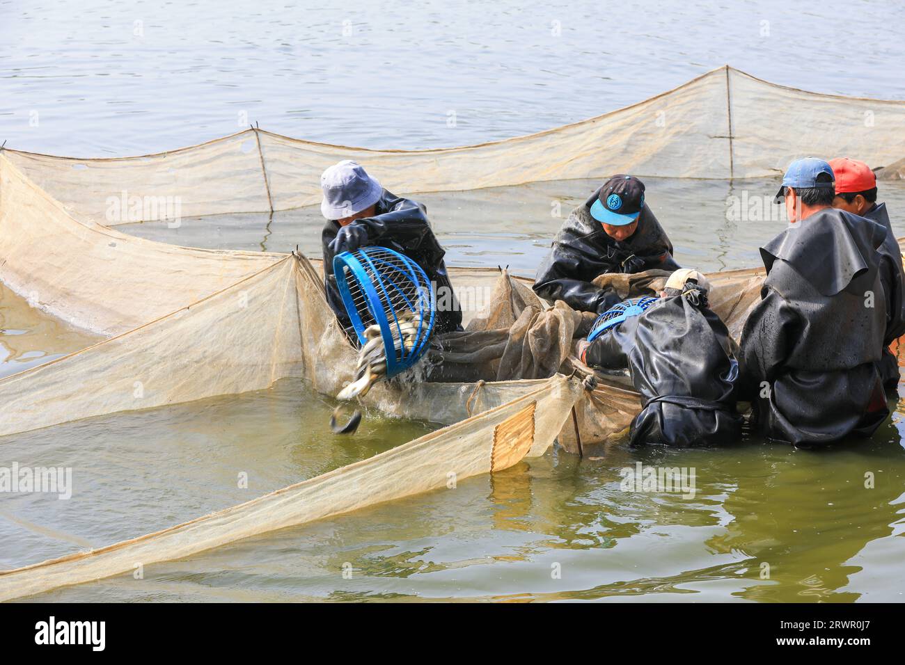 LUANNAN COUNTY, China - May 11, 2022: Fishermen are catching and ...