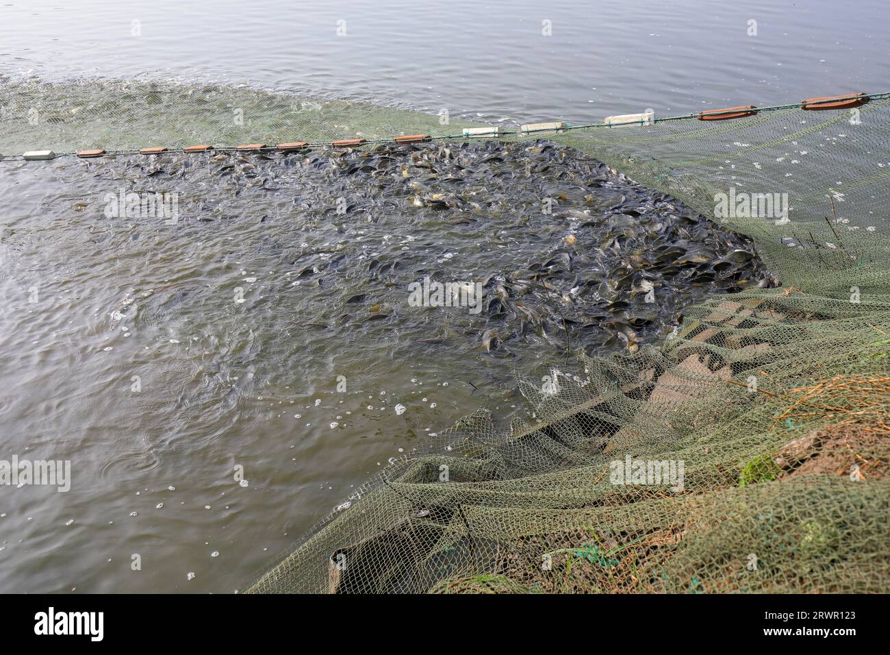 Jumping carp hi-res stock photography and images - Alamy