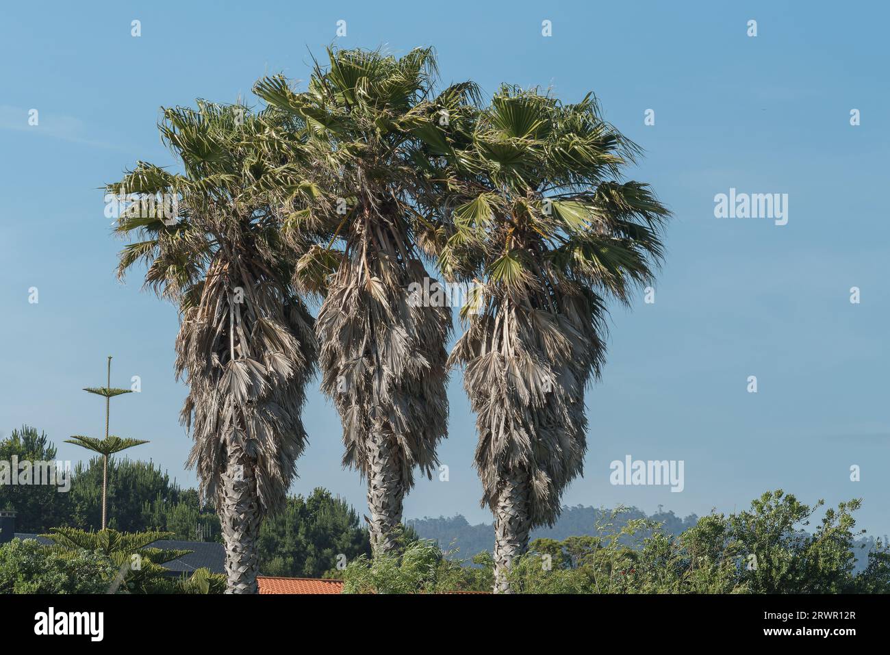 Three Washingtonia filifera or fan palms trees on summer with wind ...
