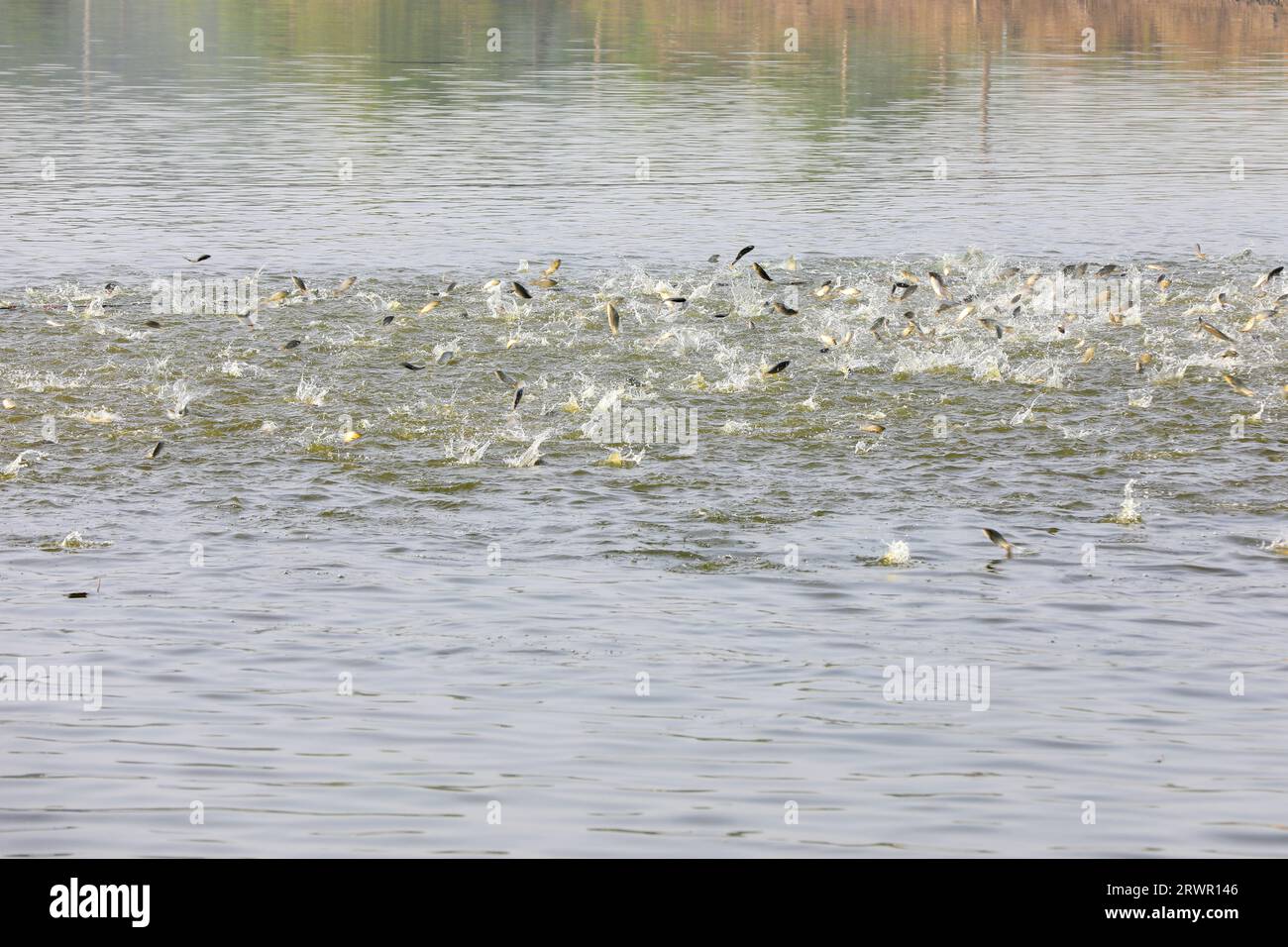 Fish jumping china hi-res stock photography and images - Alamy