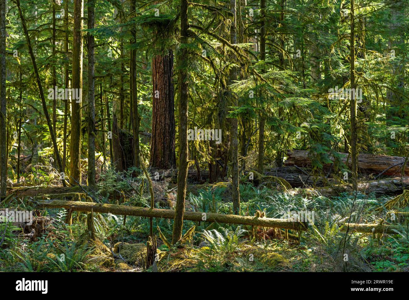 Ancient forest of Cathedral Grove, Macmillan provincial park, Vancouver ...