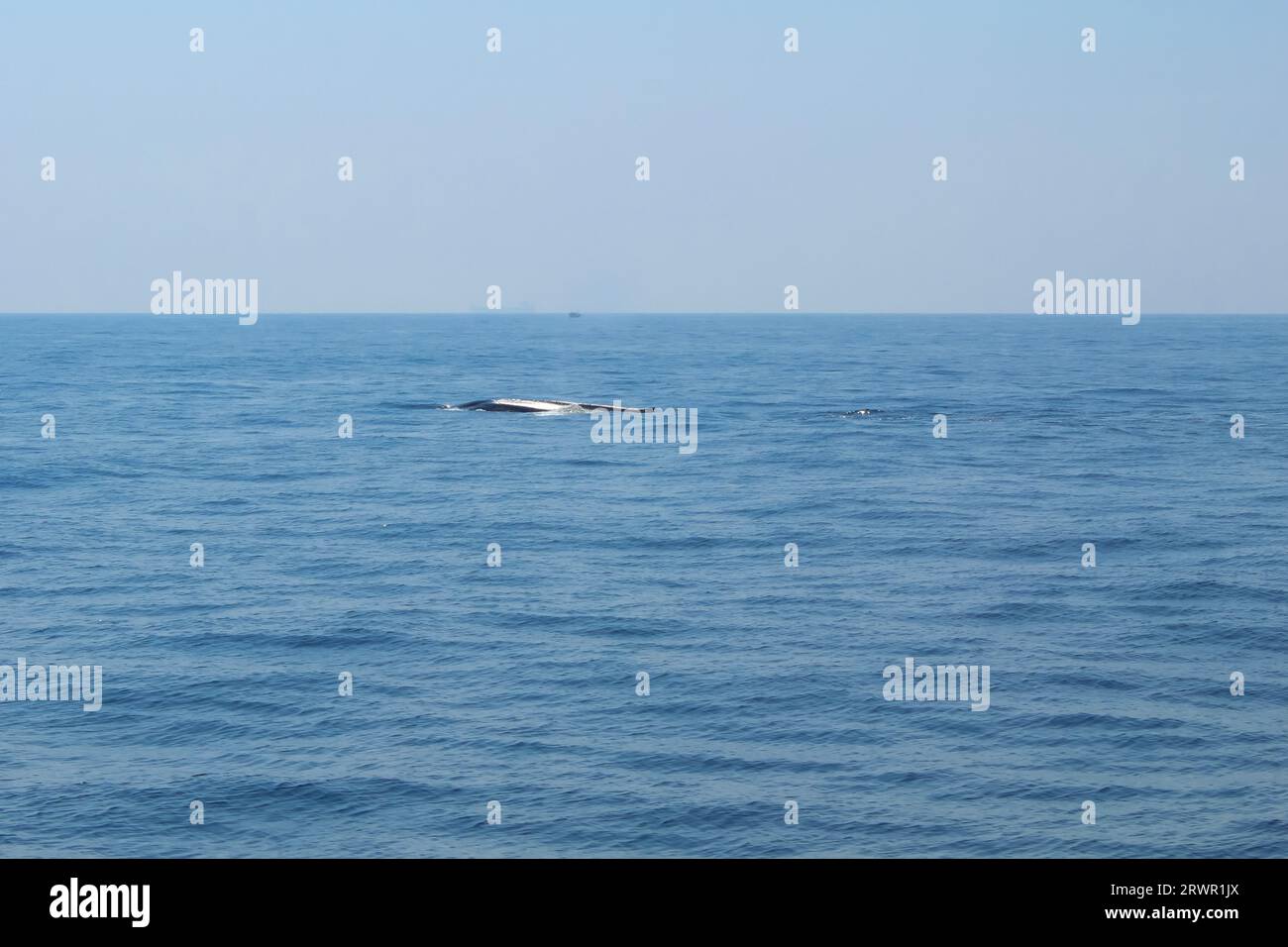 Two blue whales emerging from water on a sunny day, Indian Ocean, Sri ...