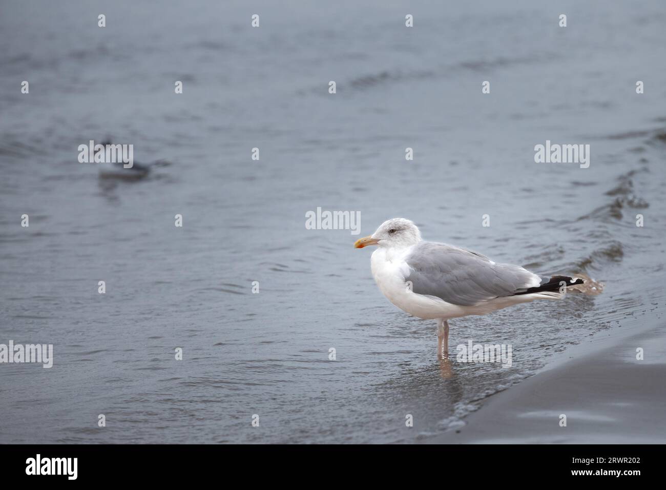 Garciems beach hi-res stock photography and images - Alamy