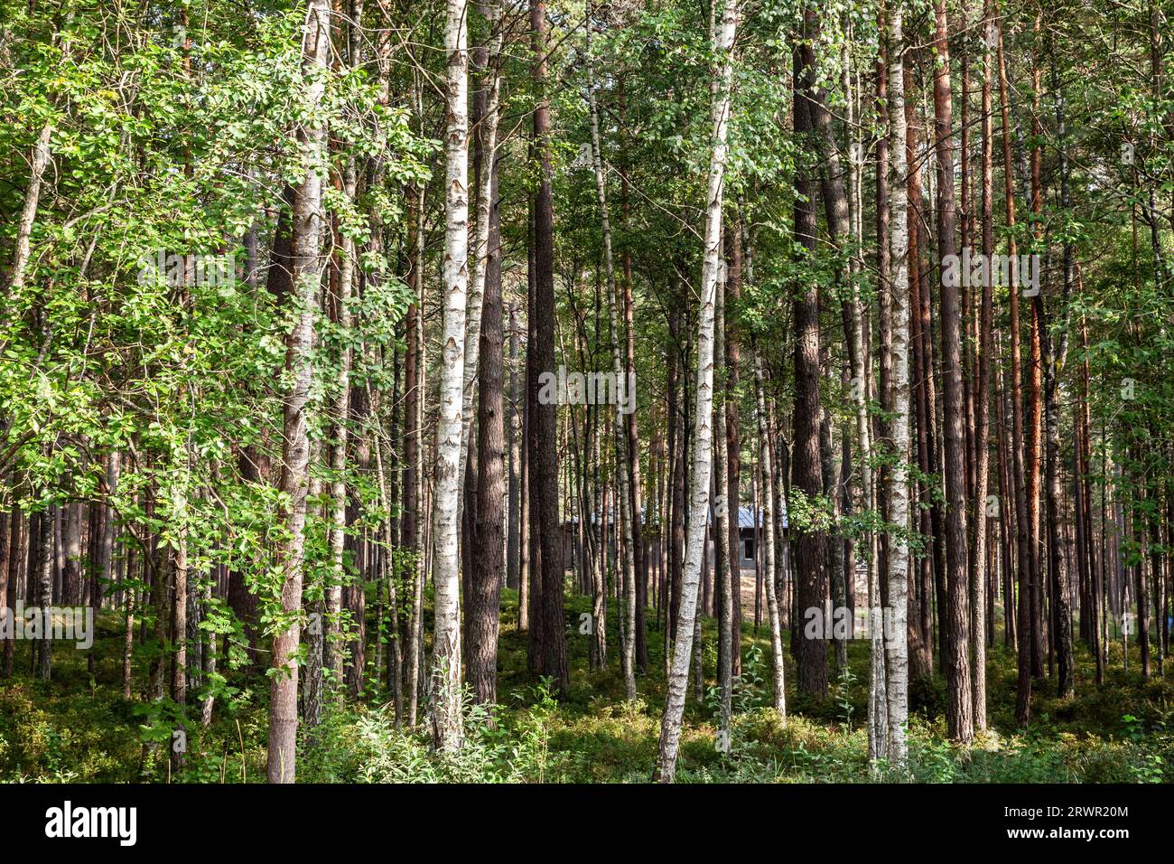 Picture of a forest of birch trees in latvia. A birch is a thin-leaved ...
