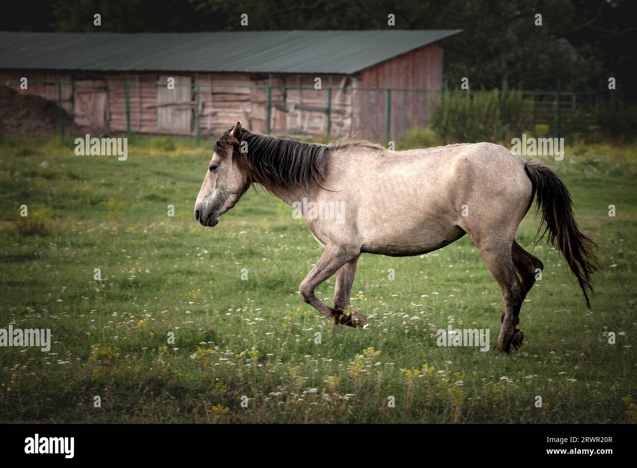 Picture of a horse on the run, galloping in Zasavica, Serbia. The horse ...
