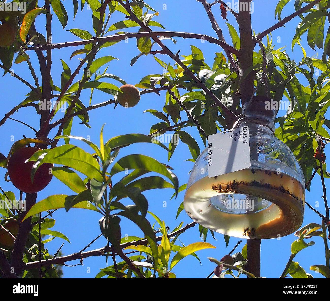 fruit fly trap on a fruit tree in Union City, California Stock Photo ...