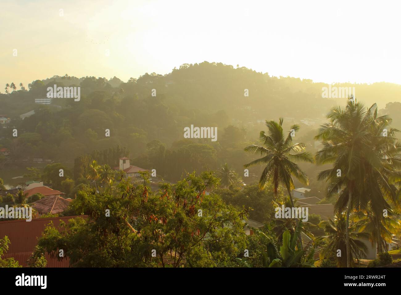 Magical light at the jungles in Kandy, Sri Lanka in the early morning ...