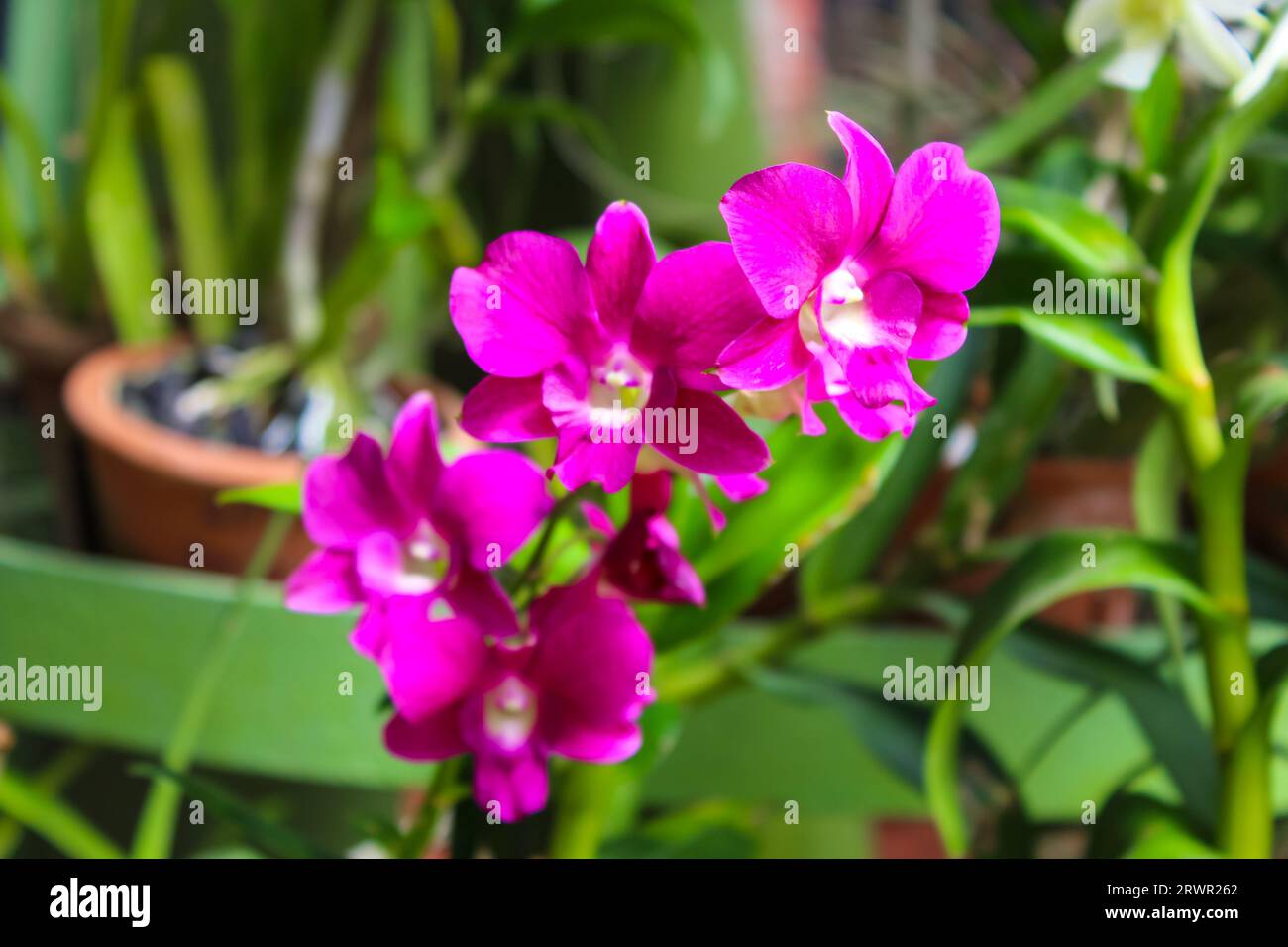 Colorful Flowers At Peradeniya Royal Botanical Garden Kandy, Sri Lanka ...