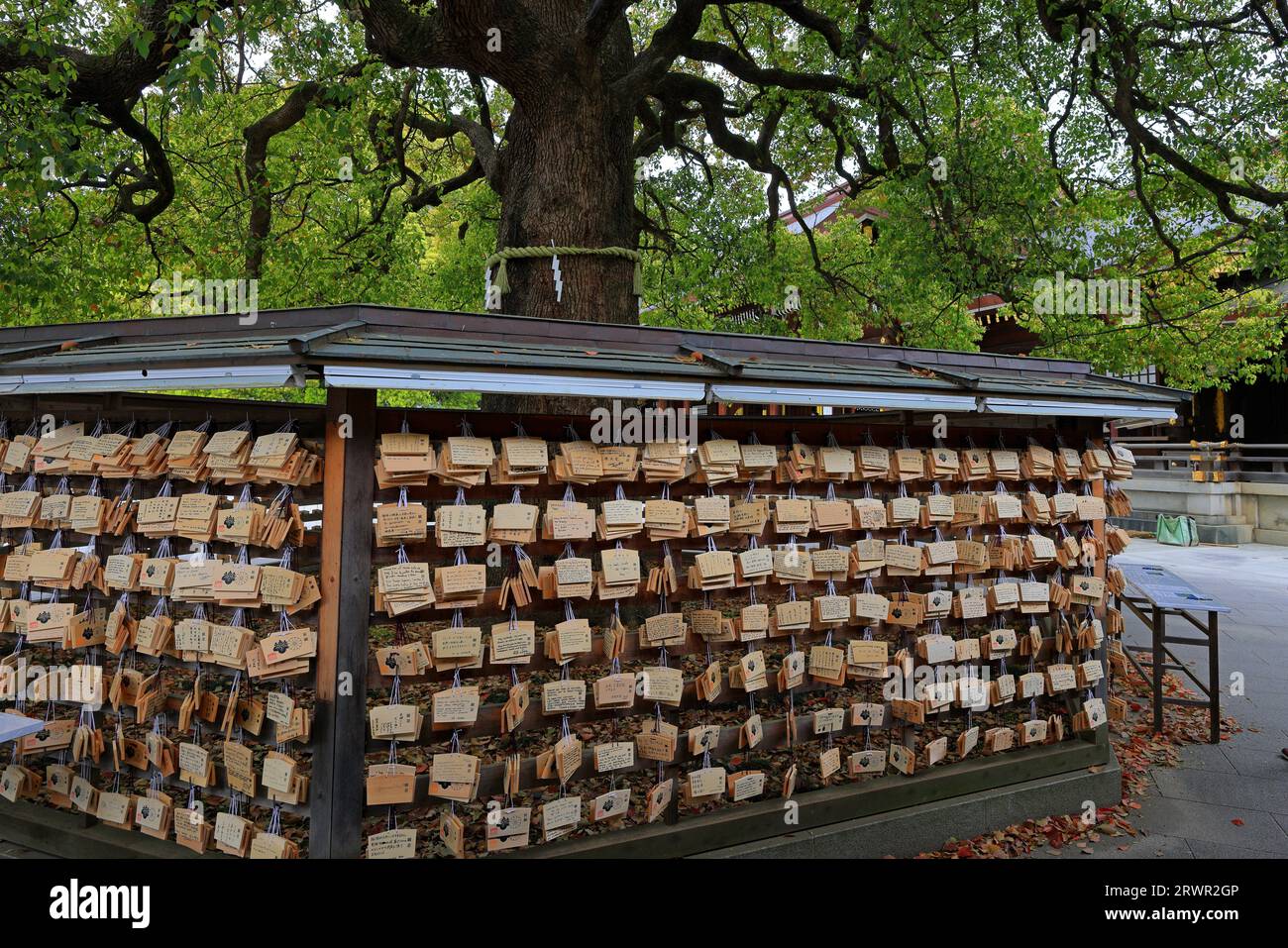 Meiji Jingu (Shinto shrine surrounded by forest) in Shibuya City, Tokyo ...