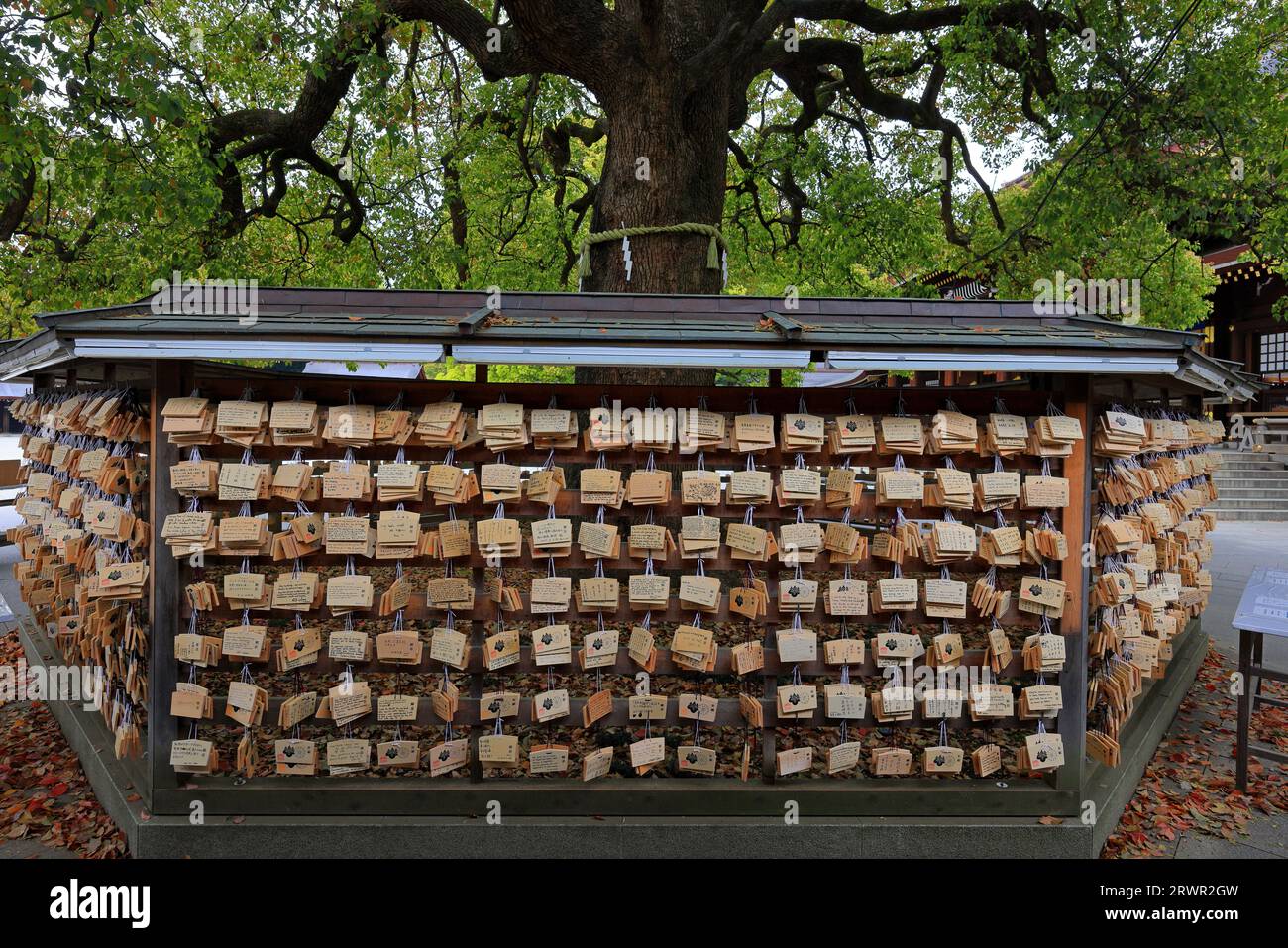 Meiji Jingu (Shinto shrine surrounded by forest) in Shibuya City, Tokyo ...