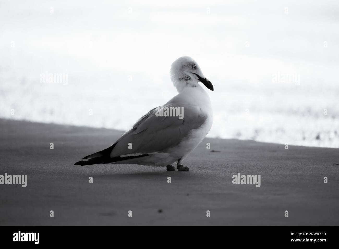 A black and white photograph of a pensive looking Australian seagull ...