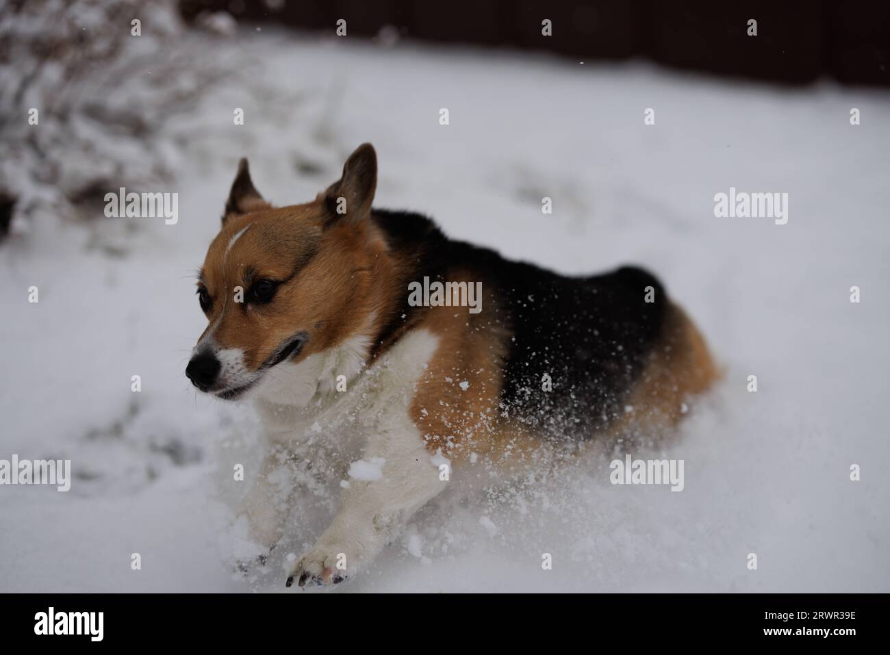 Pembroke welsh corgi jump hi-res stock photography and images - Alamy