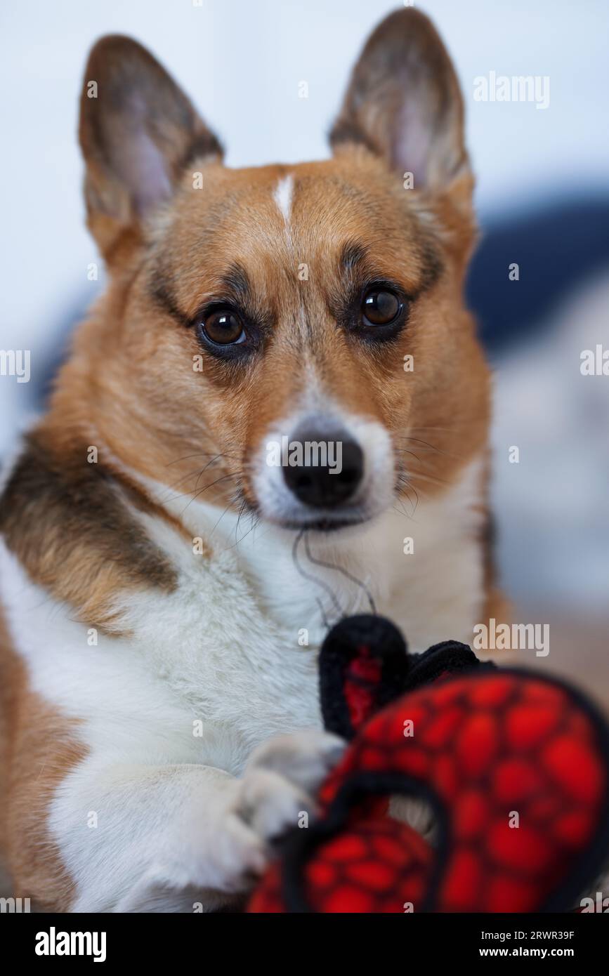 pembroke welsh corgi posing with a soft toy Stock Photo - Alamy