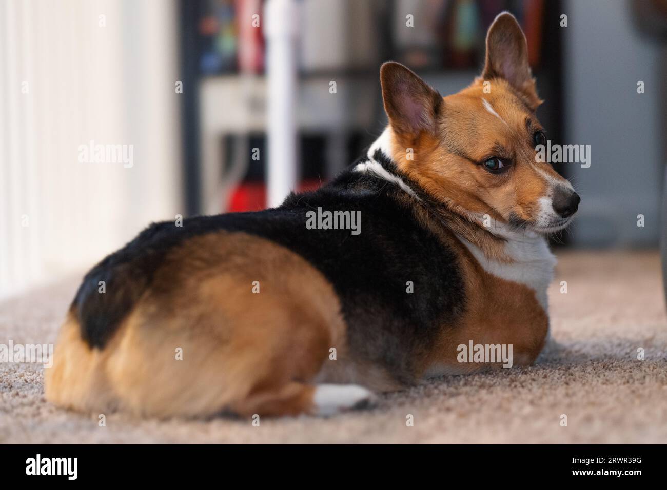Sassy dog hi-res stock photography and images - Alamy