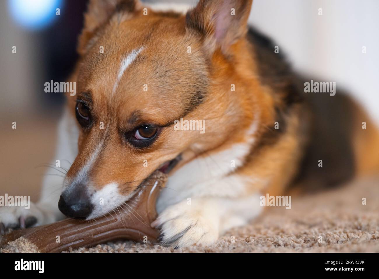 pembroke welsh corgi biting a toy Stock Photo - Alamy