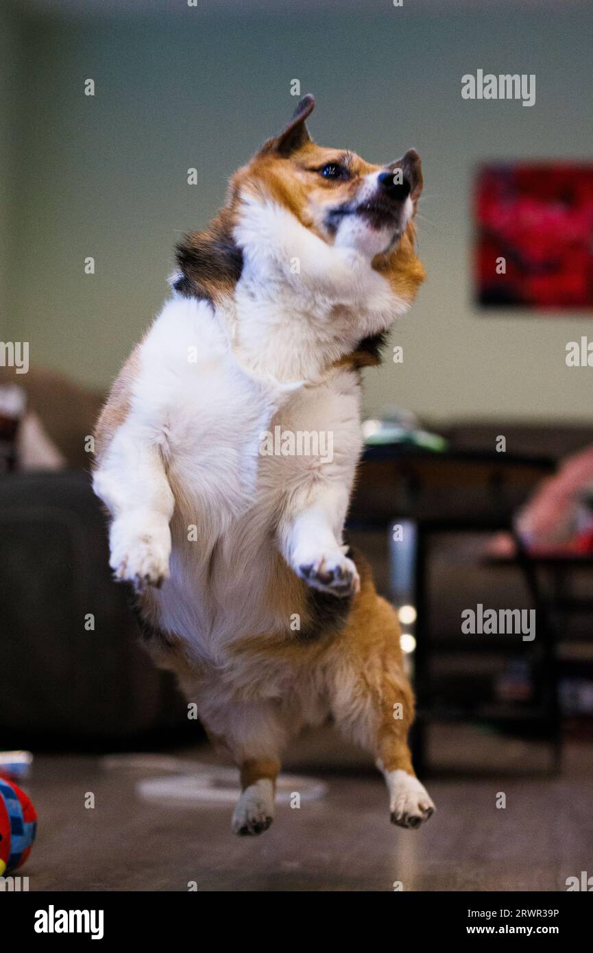 Pembroke welsh corgi jump hi-res stock photography and images - Alamy