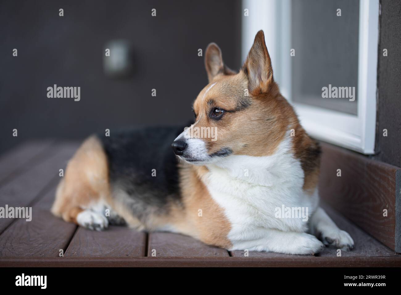 corgi surveying the back yard Stock Photo - Alamy