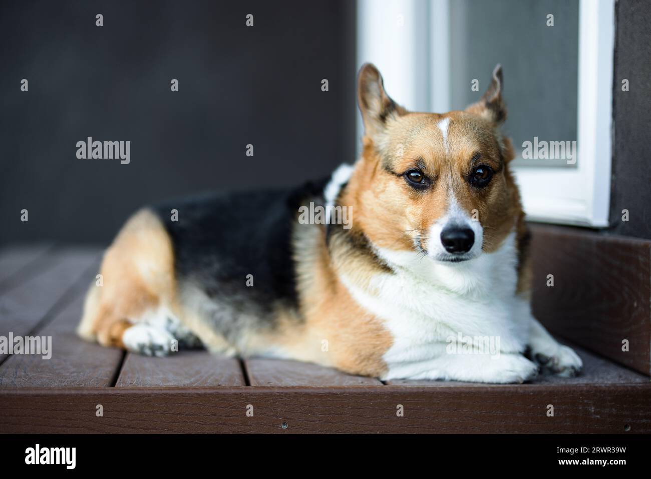 corgi posing for a portrait on a brown deck Stock Photo - Alamy