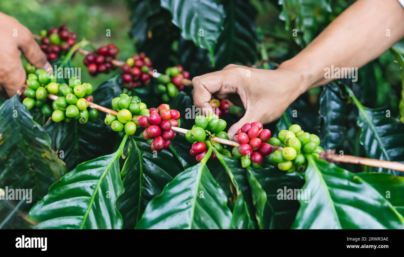 red and green coffe beans on a tree Stock Photo - Alamy