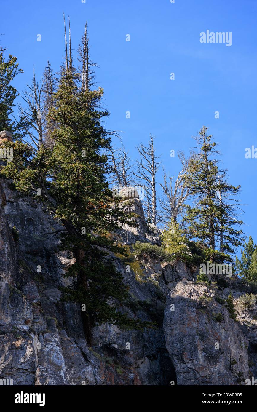 evergreen trees growing out of rocks on a cliff Stock Photo - Alamy