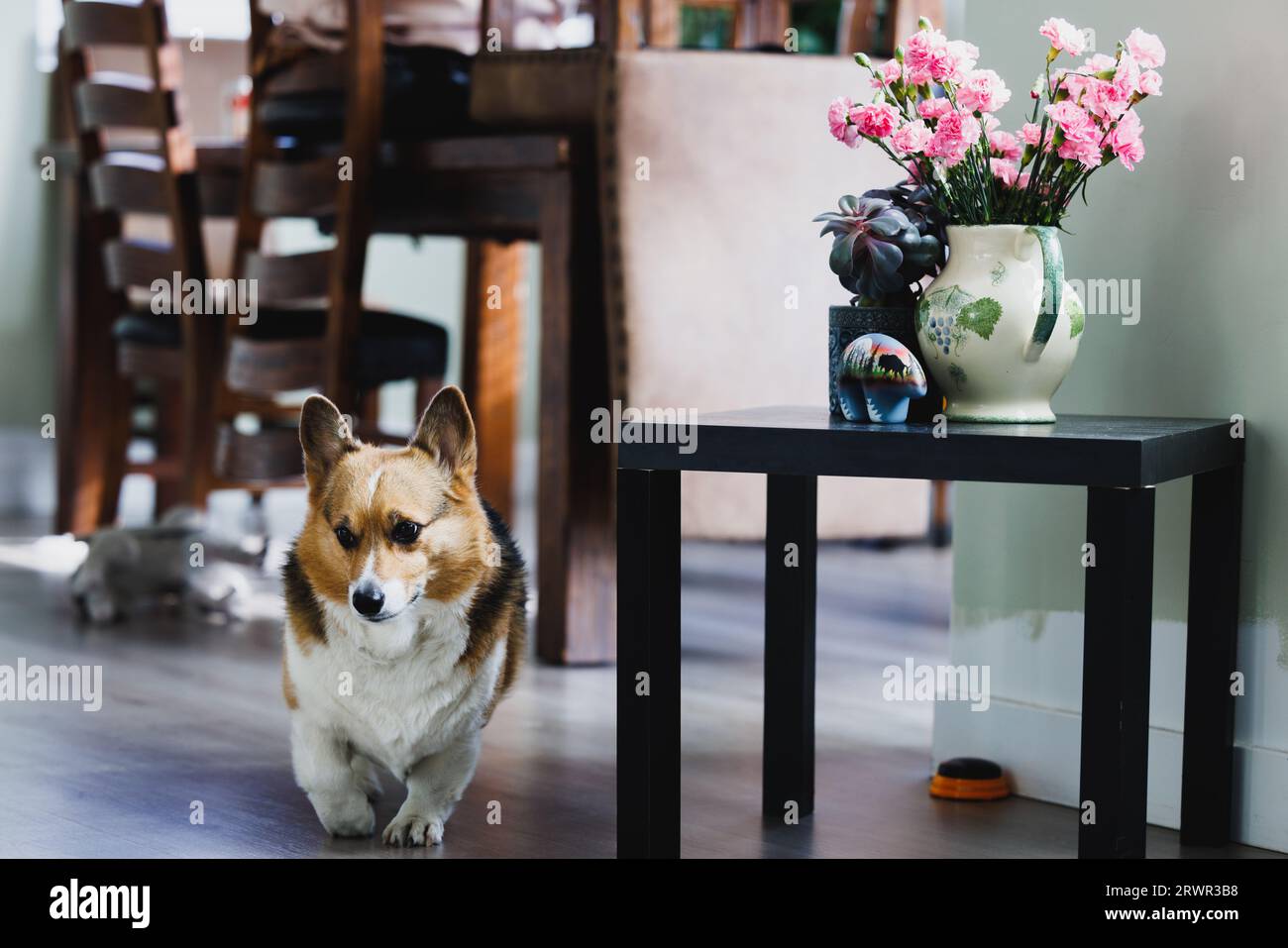 pembroke welsh corgi walking past a pot of pink flowers Stock Photo - Alamy