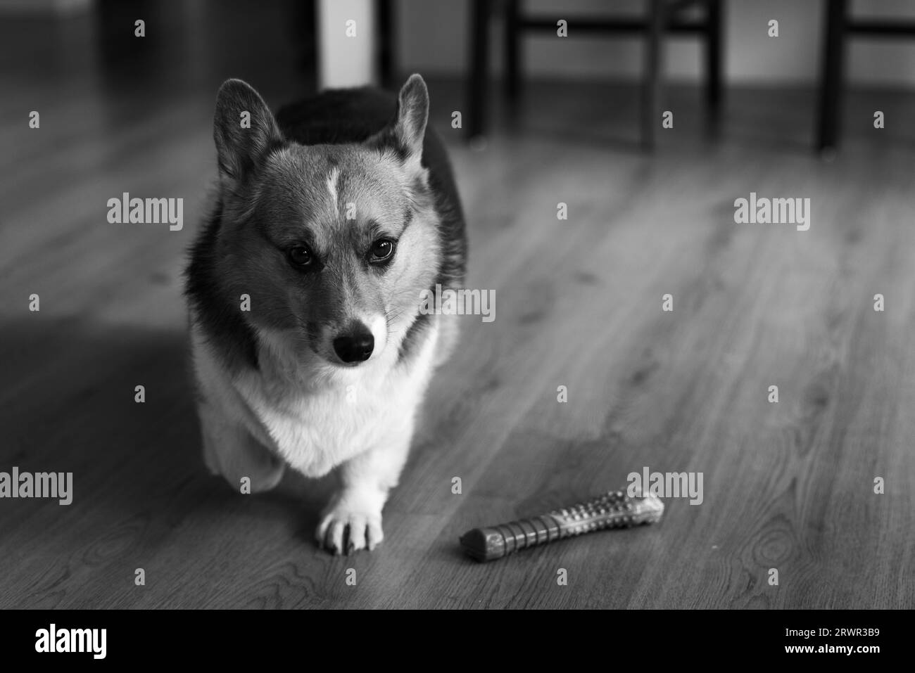 black and white pembroke welsh corgi portrait Stock Photo - Alamy