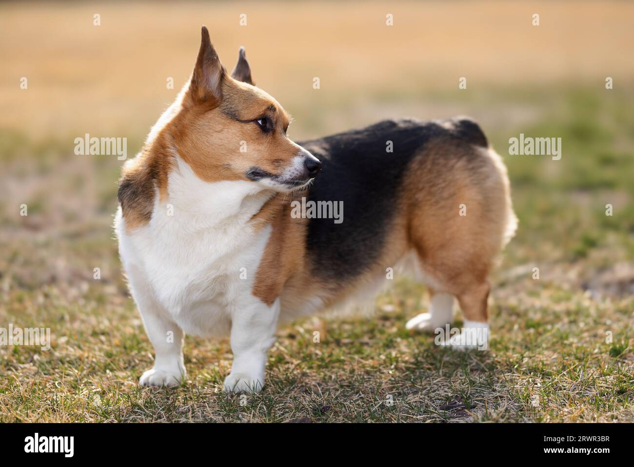 Corgi standing hi-res stock photography and images - Alamy