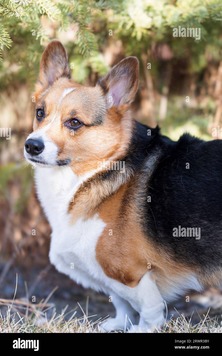 portrait of a pembroke welsh corgi standing in front of a conifer Stock ...