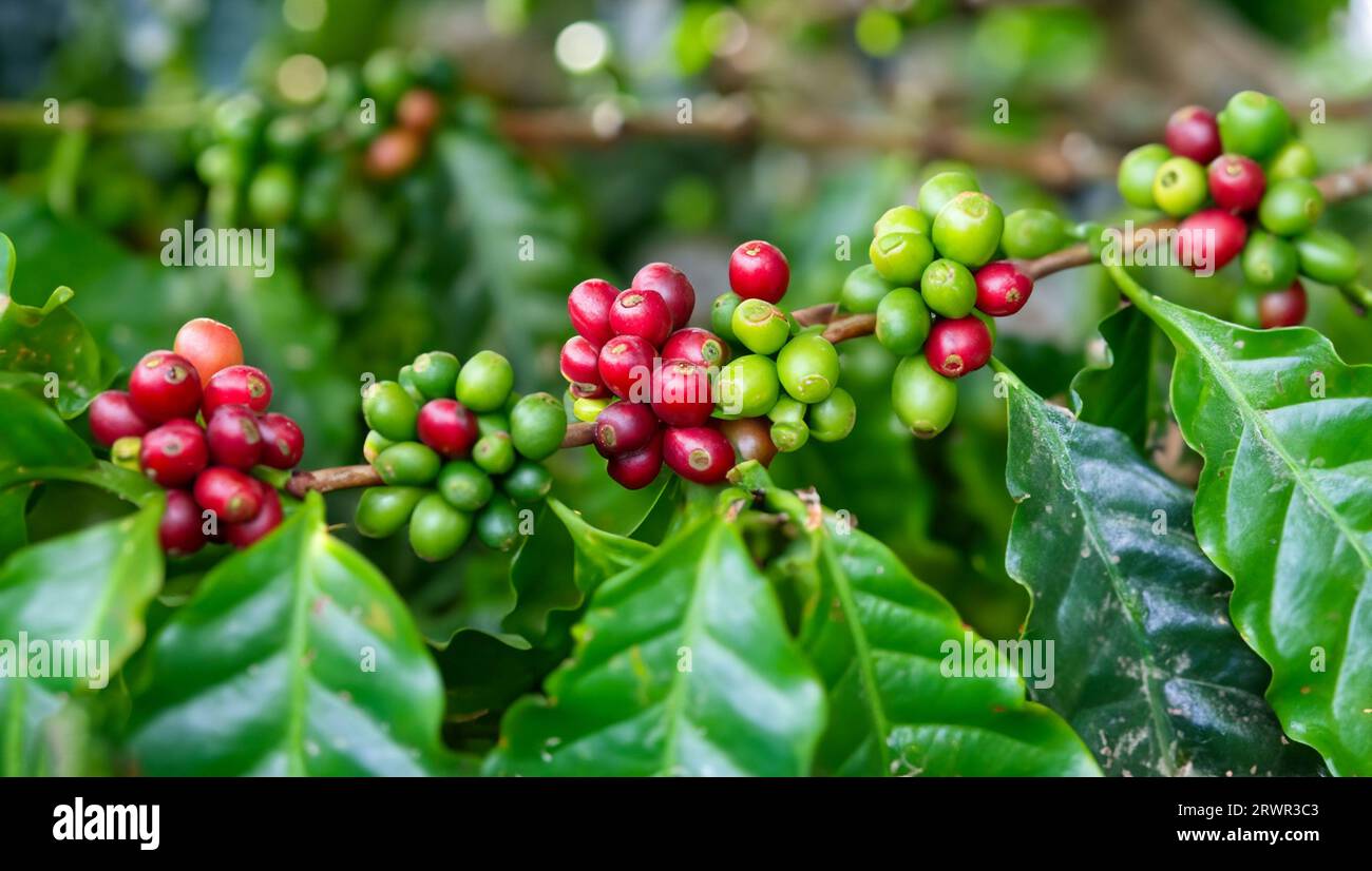 red and green coffe beans on a tree Stock Photo - Alamy