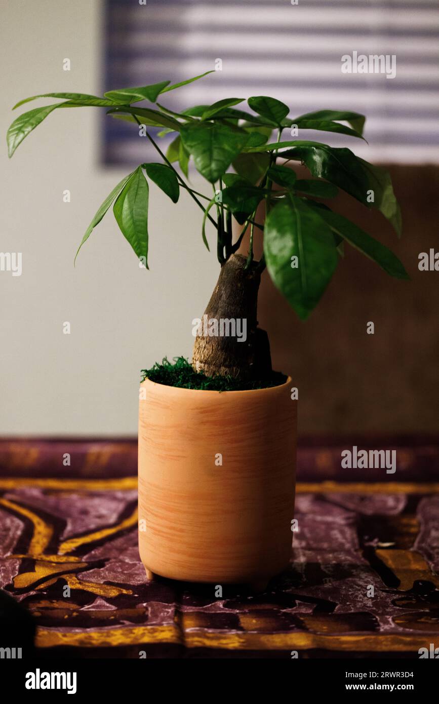 Money plant in a small pot hi-res stock photography and images - Alamy