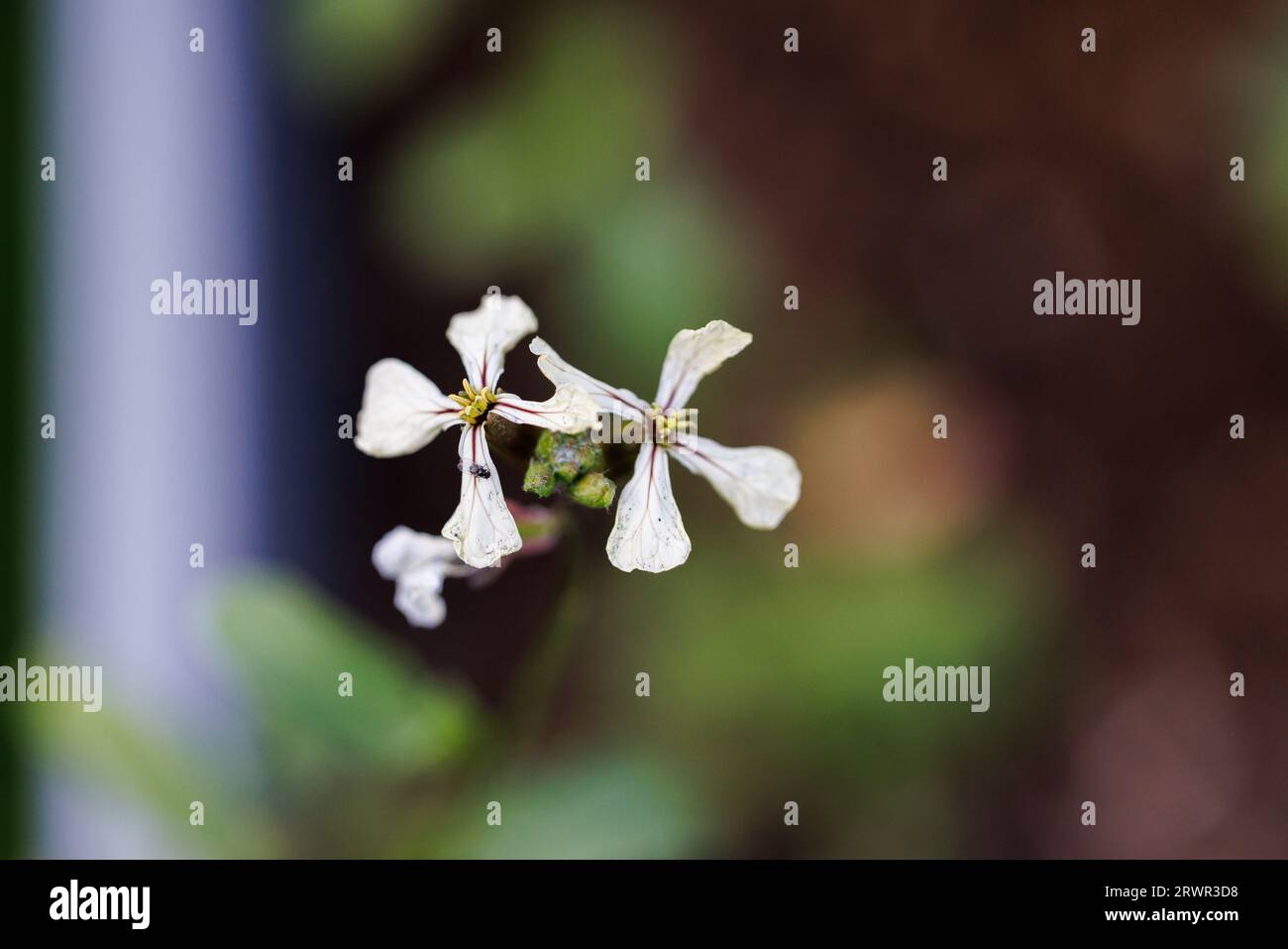 Arugula flowers hi-res stock photography and images - Alamy