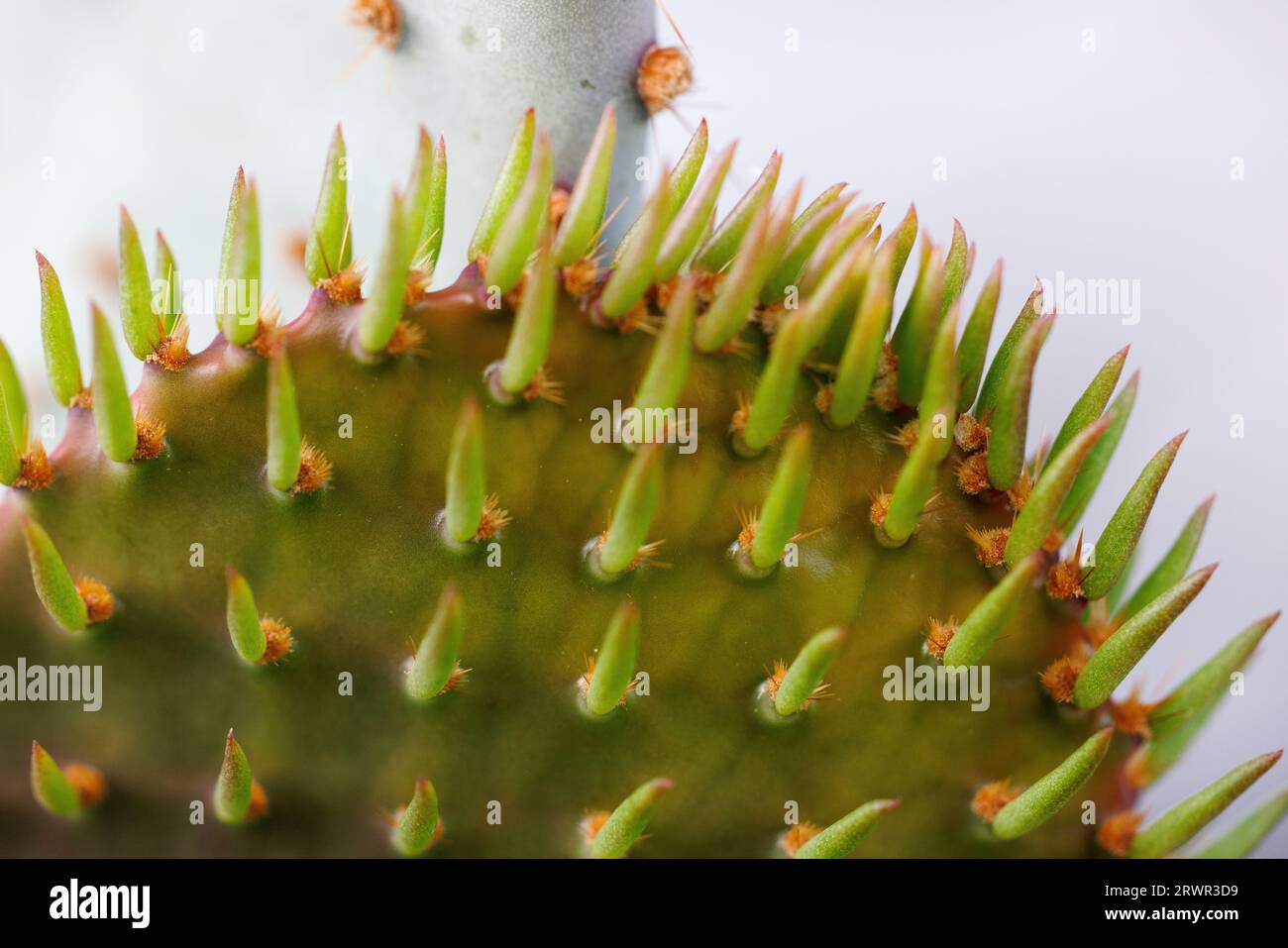 macro photo of juvenile cactus spines Stock Photo - Alamy