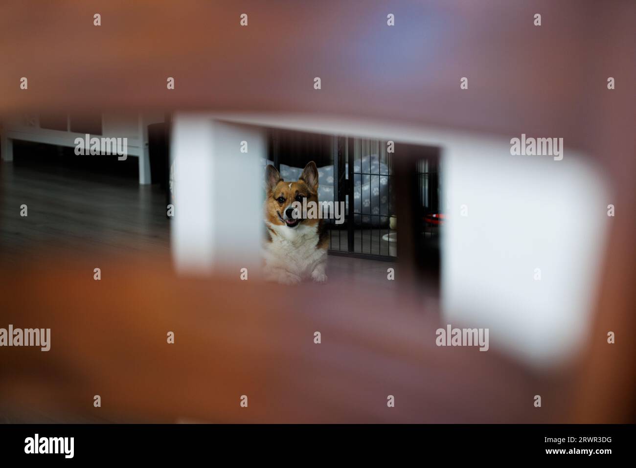 Sneaky dog hi-res stock photography and images - Alamy