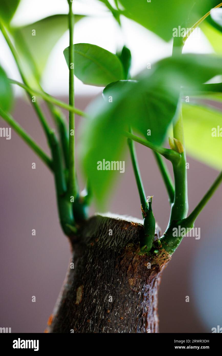 Small money tree hi-res stock photography and images - Alamy