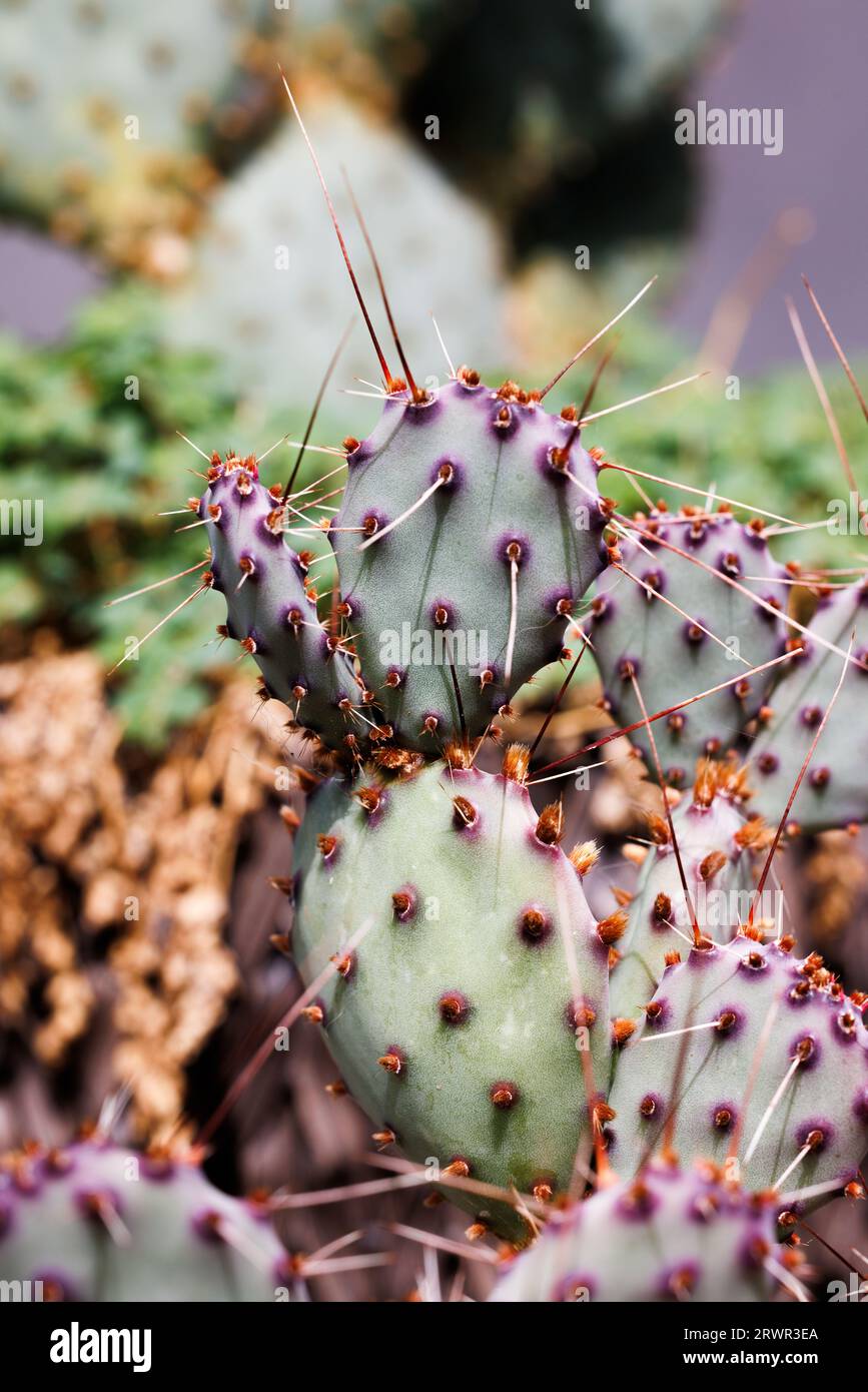 Bright pink prickly pear hi-res stock photography and images - Alamy