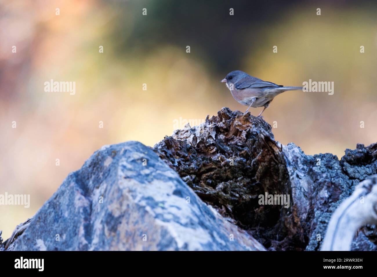 Dead yellow bird white background hi-res stock photography and images ...