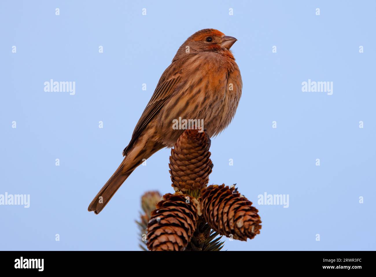 Pinecone fauna hi-res stock photography and images - Alamy