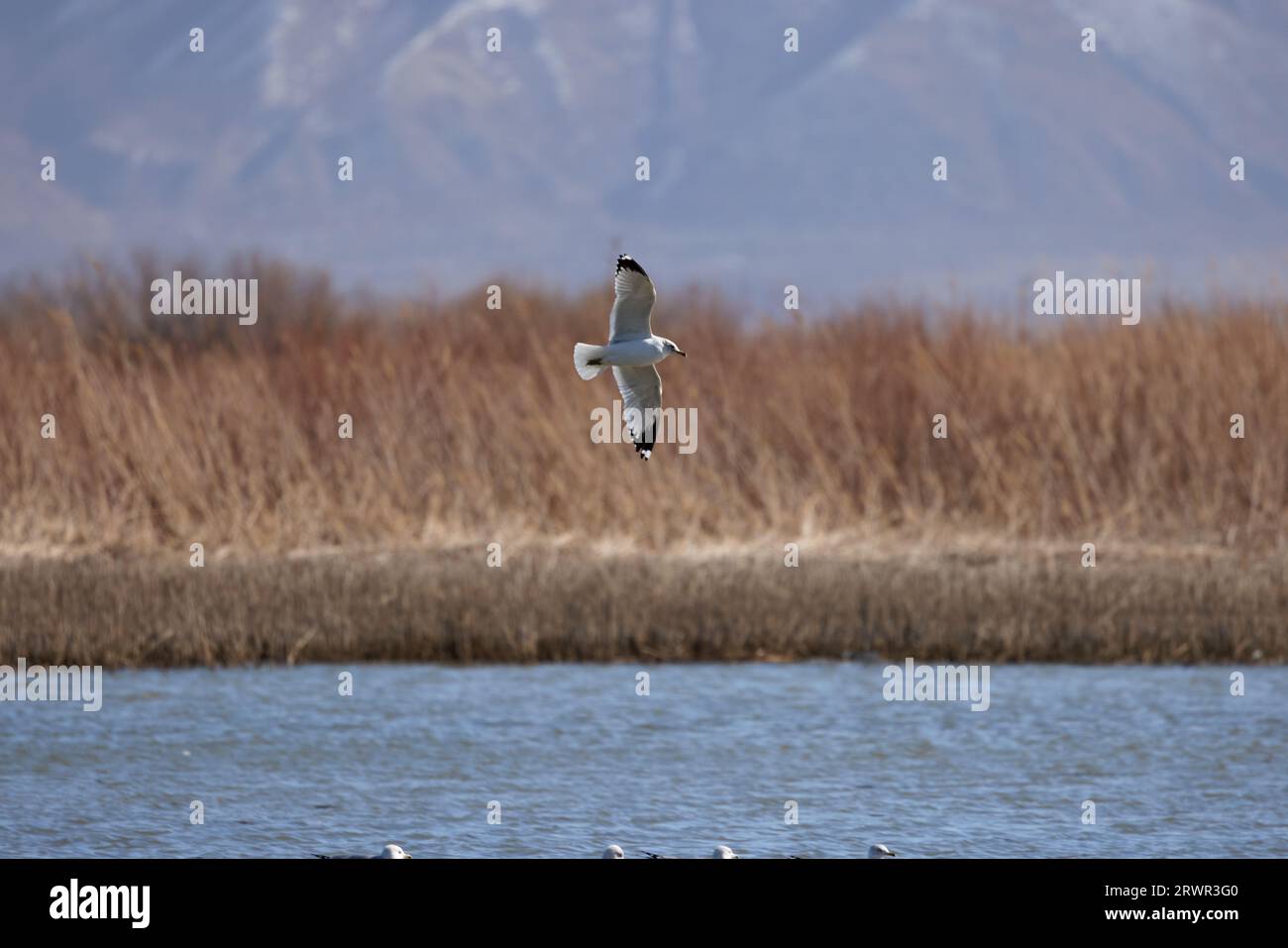 Birds over utah hi-res stock photography and images - Alamy