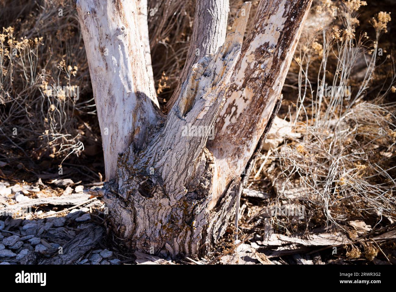 Peeling damage to tree trunk hi-res stock photography and images - Alamy