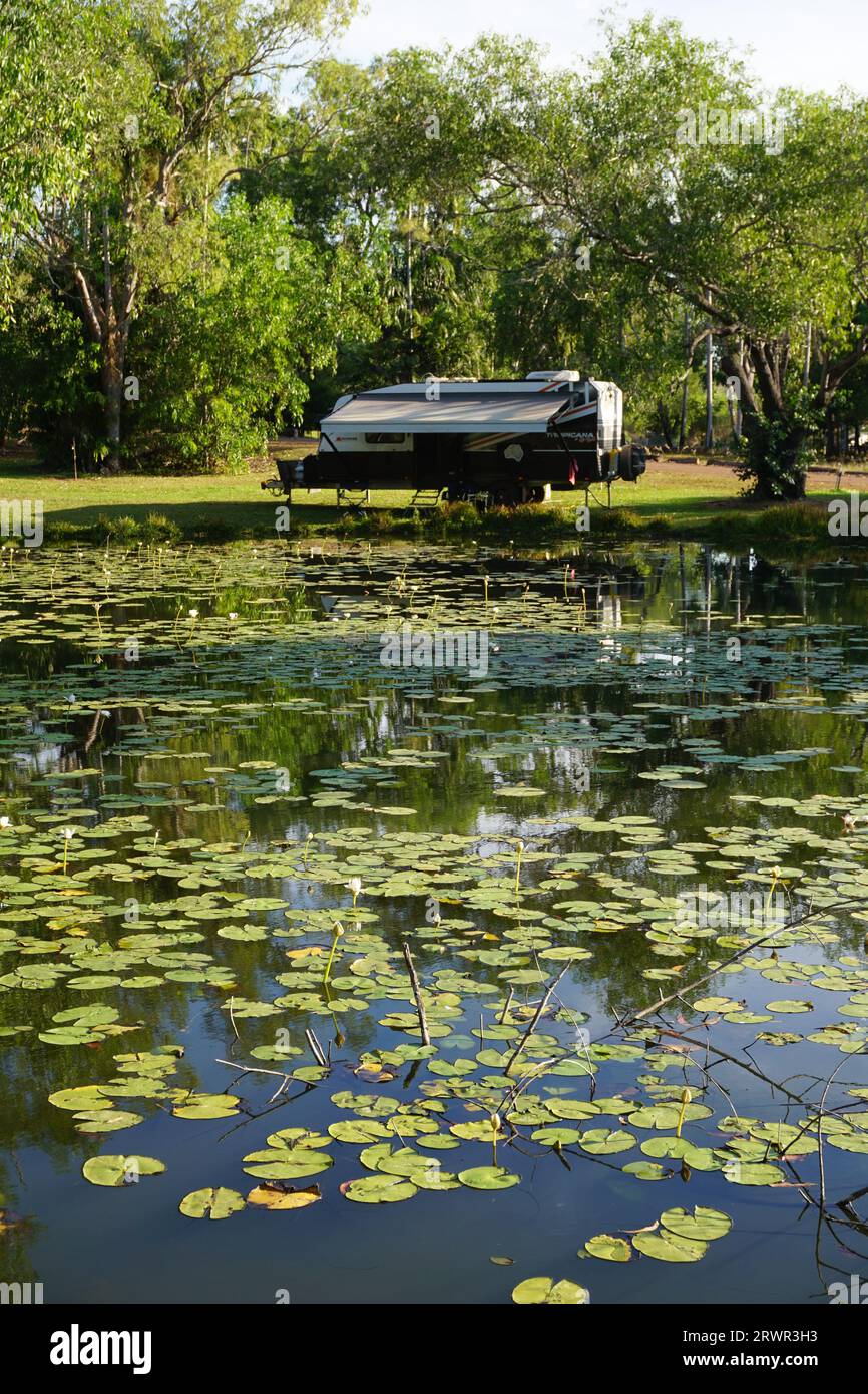 mirror lake filled with flowering water lilies (nymphaeaceae ...