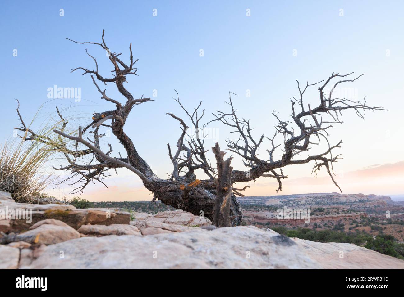 Dead juniper hi-res stock photography and images - Alamy