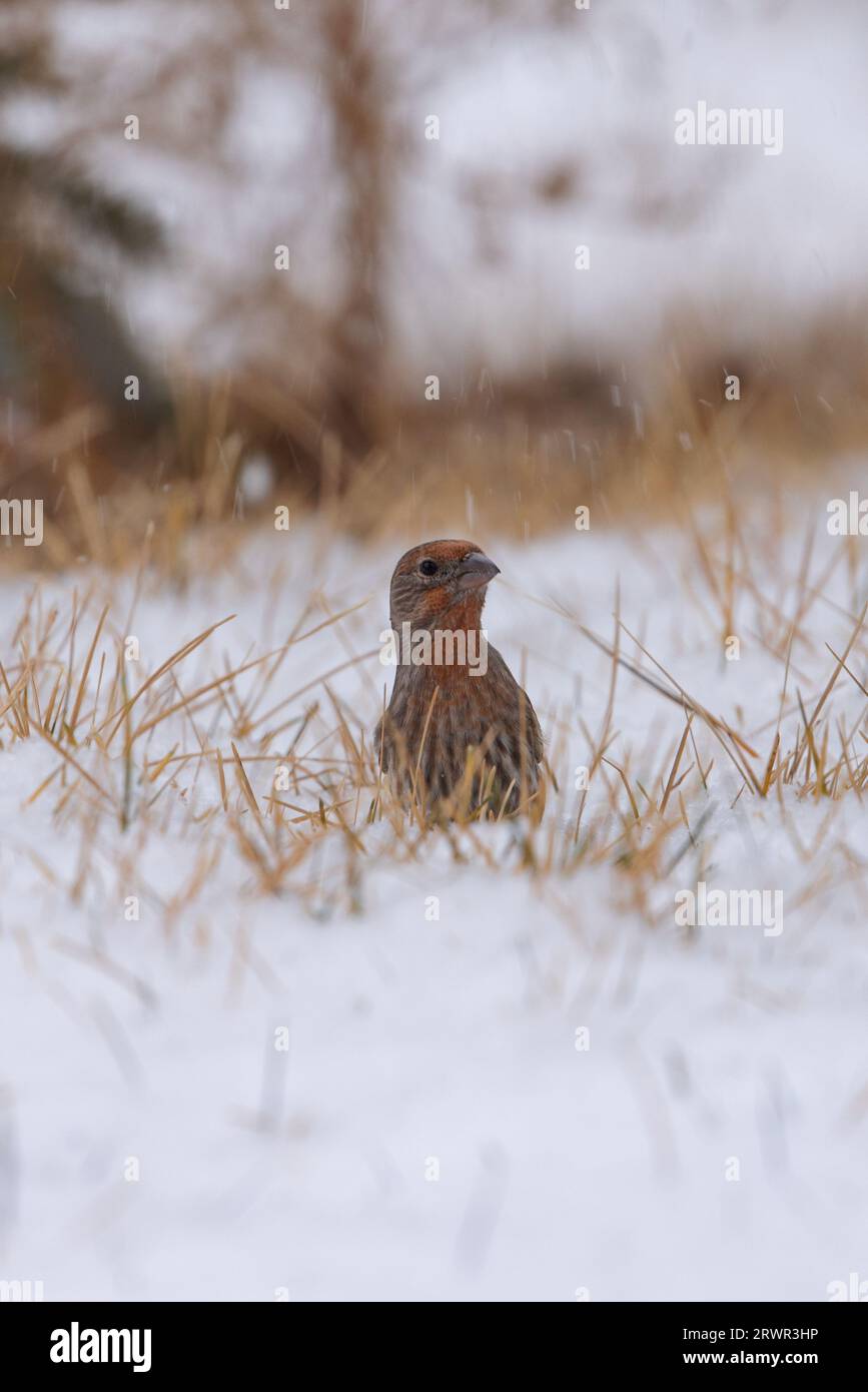 female bird peeking up from the snow in grass Stock Photo - Alamy