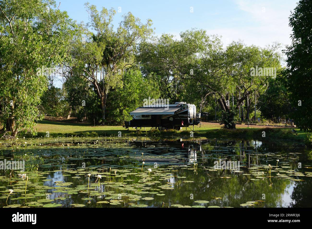mirror lake filled with flowering water lilies (nymphaeaceae ...