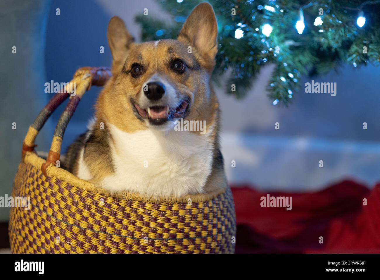 Corgi puppy basket hi-res stock photography and images - Alamy